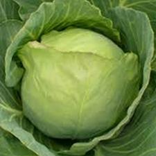 10 variétés différentes de choux présentées