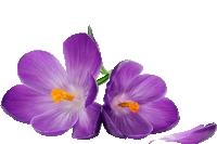 Légume vert - 30 variétés de légumes en revue - liste de A à Z